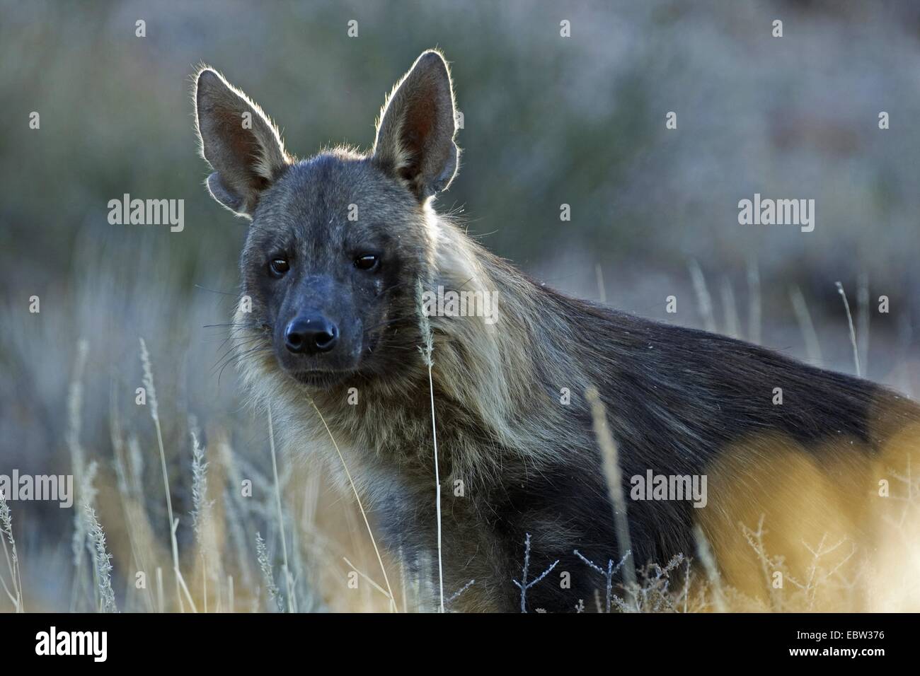 brown hyena (Hyaena brunnea), portrait in backlight, South Africa ...
