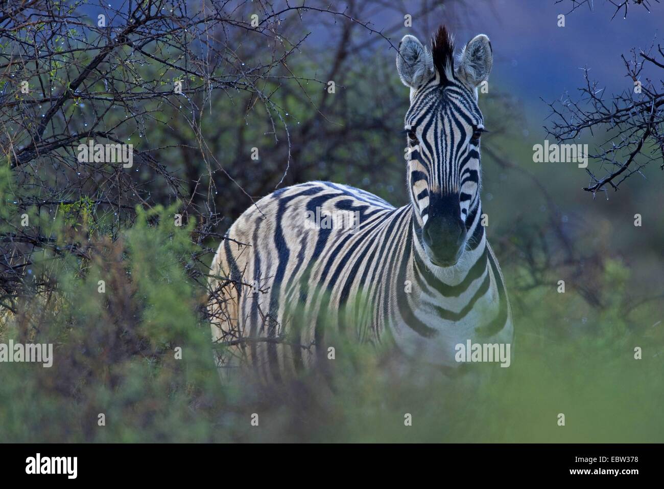 Burchell's zebra, zebra, Common zebra (Equus quagga burchelli, Equus ... Burchell's zebra, zebra, Common zebra (Equus quagga burchelli, Equus ...