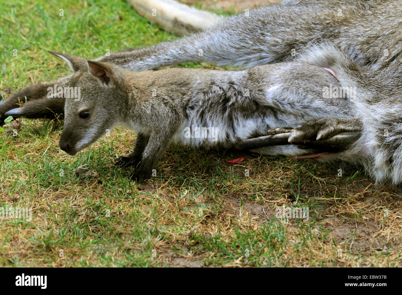 Animal mothers hi-res stock photography and images - Alamy