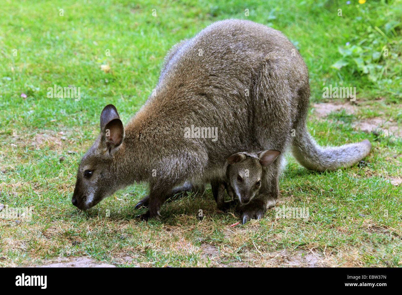 Red necked wallaby foraging hi-res stock photography and images - Alamy