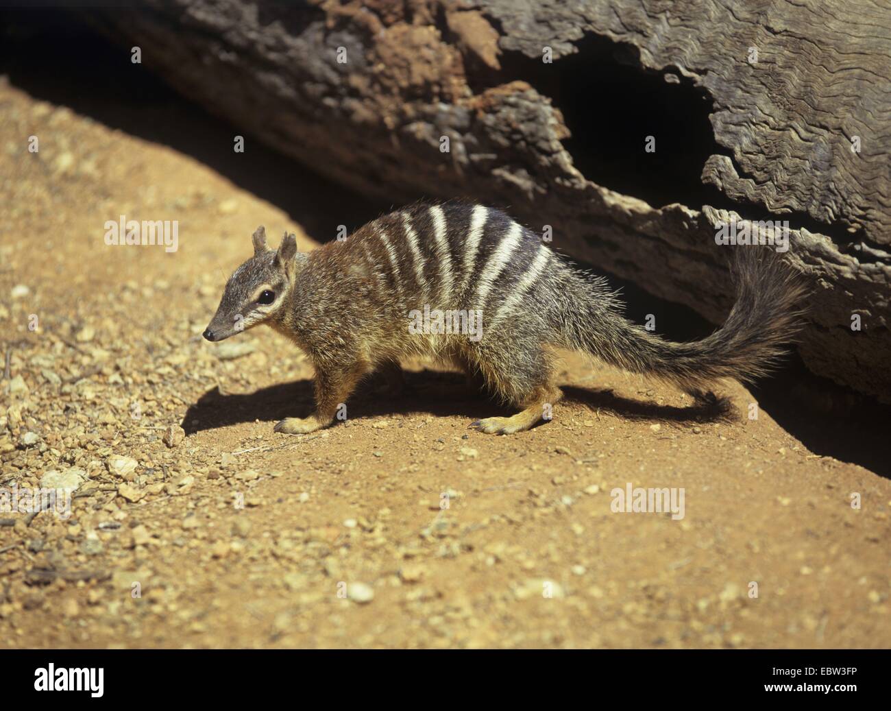 Numbat australia hi-res stock photography and images - Alamy