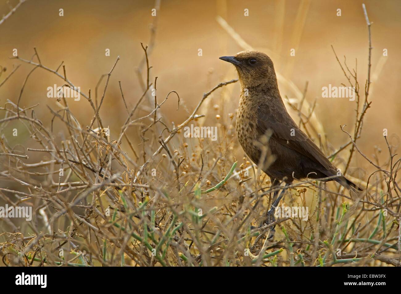 southern anteater chat (Myrmecocichla formicivora), sitting in a bush ...