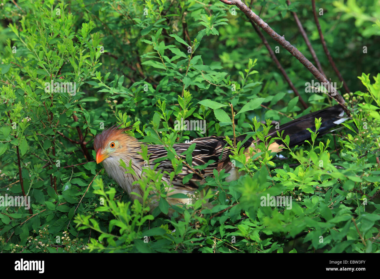 guira cuckoo (Guira guira), sitting in a tree Stock Photo - Alamy