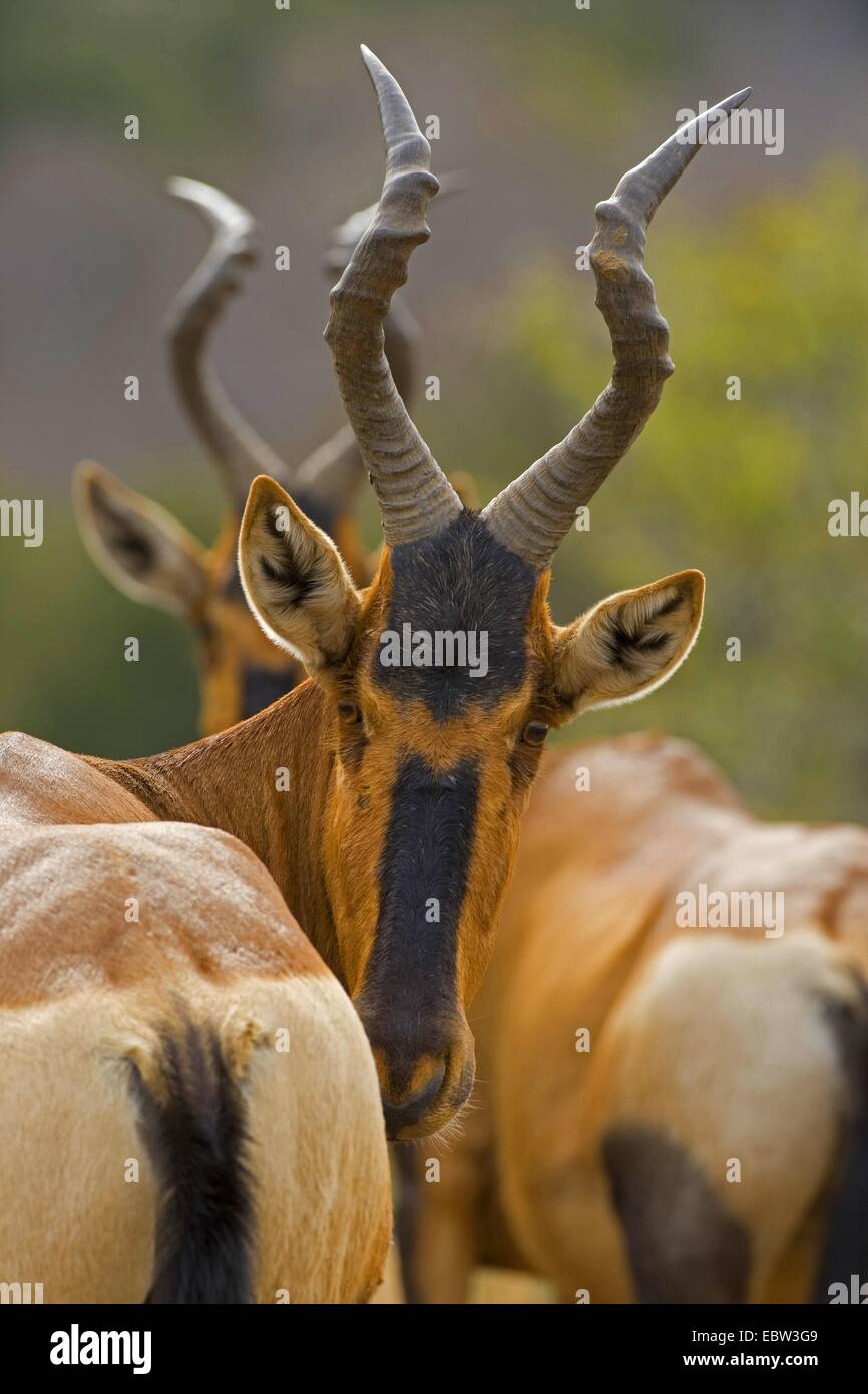 Rooihartebees hi-res stock photography and images - Alamy