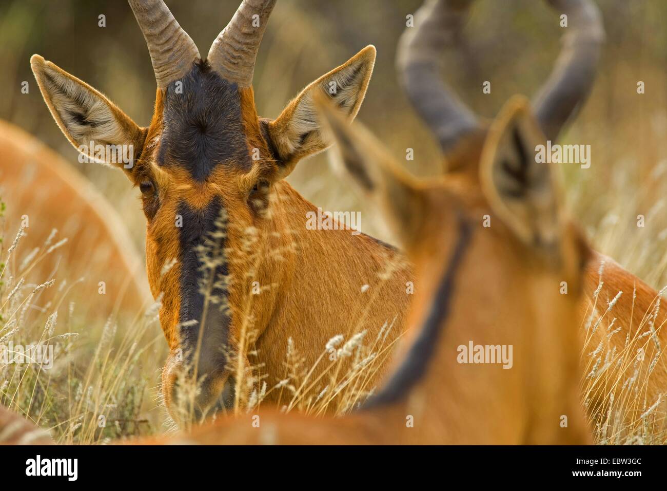 Rooihartebees hi-res stock photography and images - Alamy