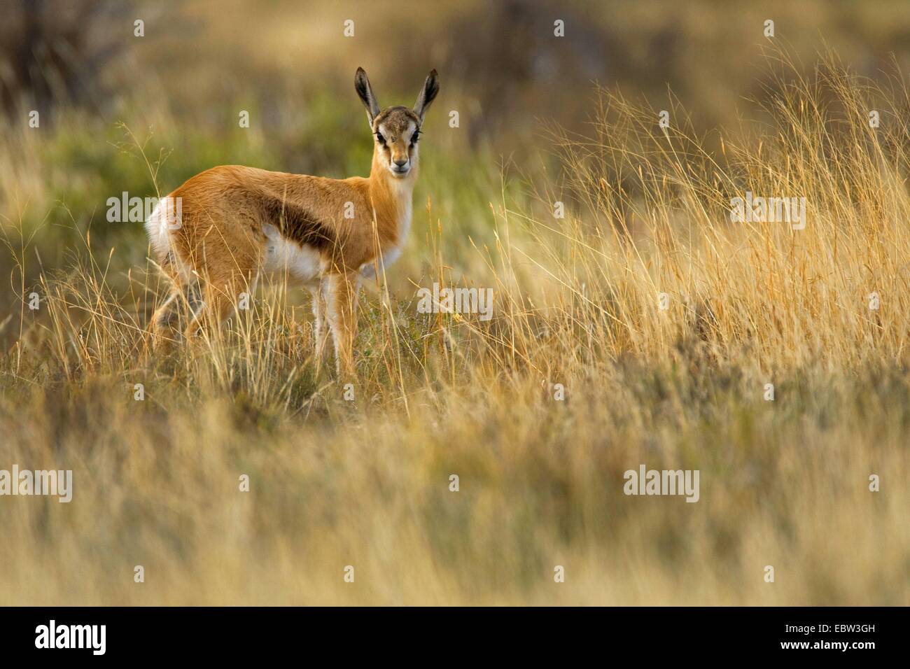 springbuck, springbok (Antidorcas marsupialis), calf, South Africa ...