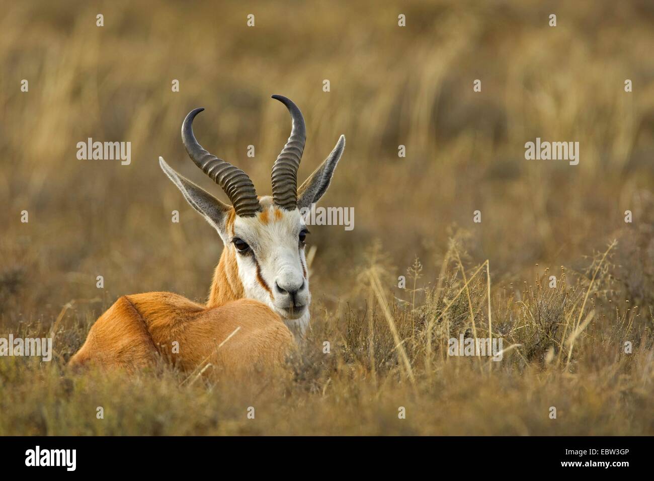 Springbok side on hi-res stock photography and images - Alamy