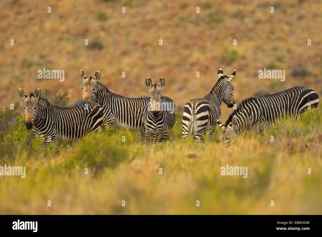 Cape Mountain Zebra, Mountain Zebra (Equus zebra zebra), in savannah ...