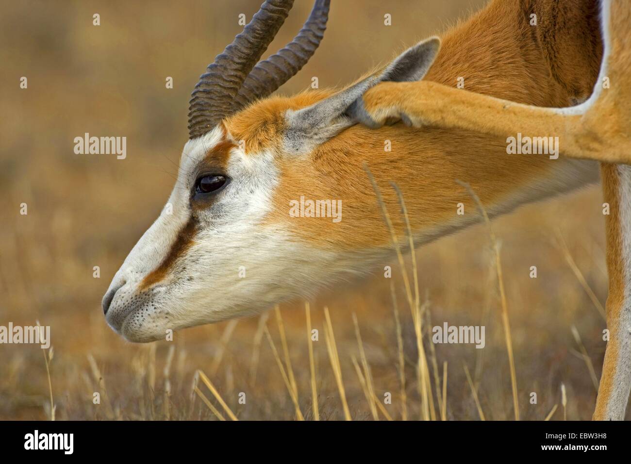 Copper Springbuck