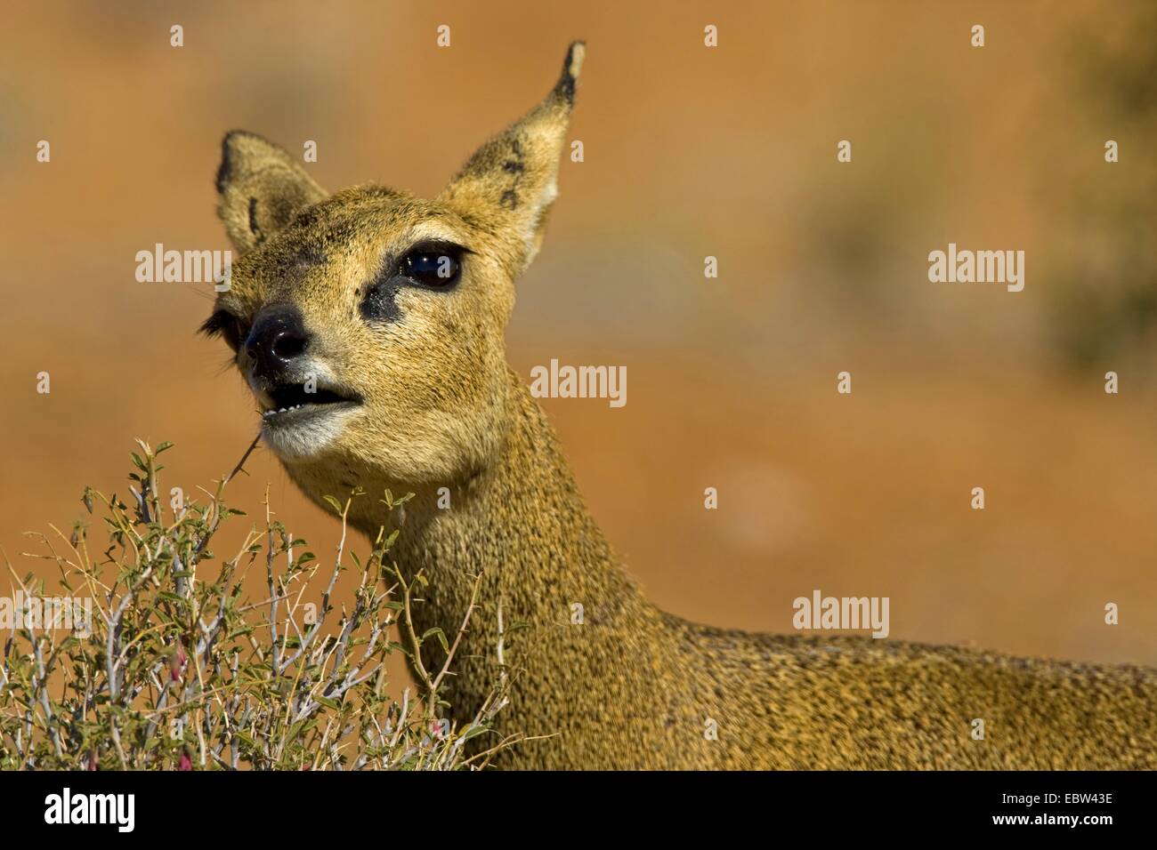 klippspringer (Oreotragus oreotragus), browsing, South Africa, Northern ...