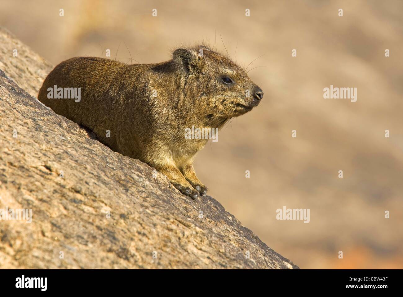 Cape hyrax procavia capensis on rock hi-res stock photography and ...