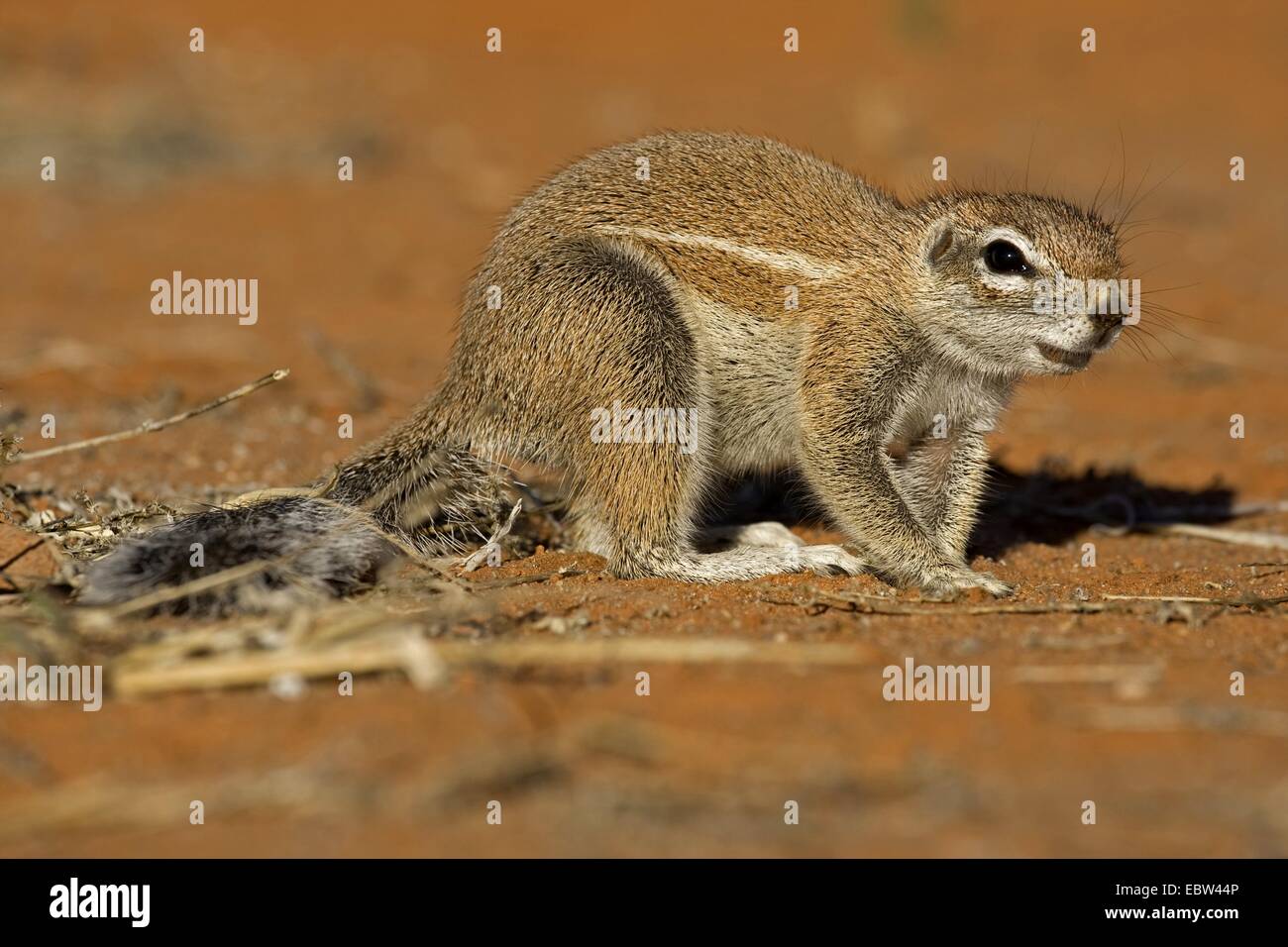 South African ground squirrel, Cape ground squirrel (Geosciurus inauris ...