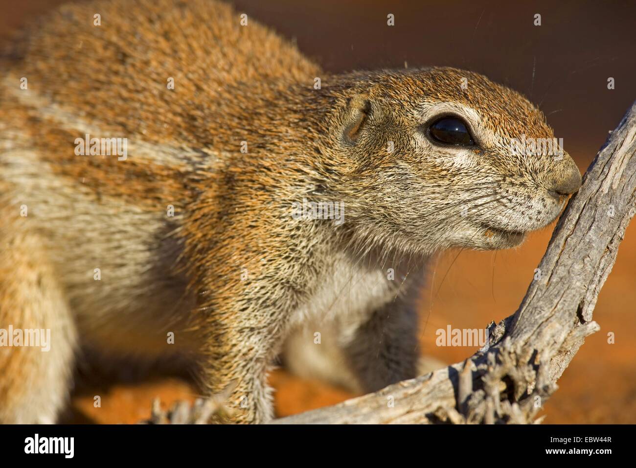 South African ground squirrel, Cape ground squirrel (Geosciurus inauris ...
