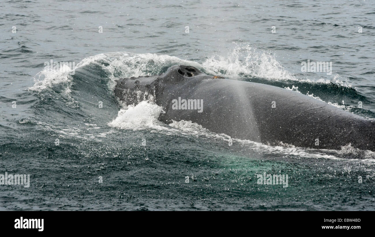 Humpback whale blowing, with carbuncles and bow wave, Parque Nacional ...