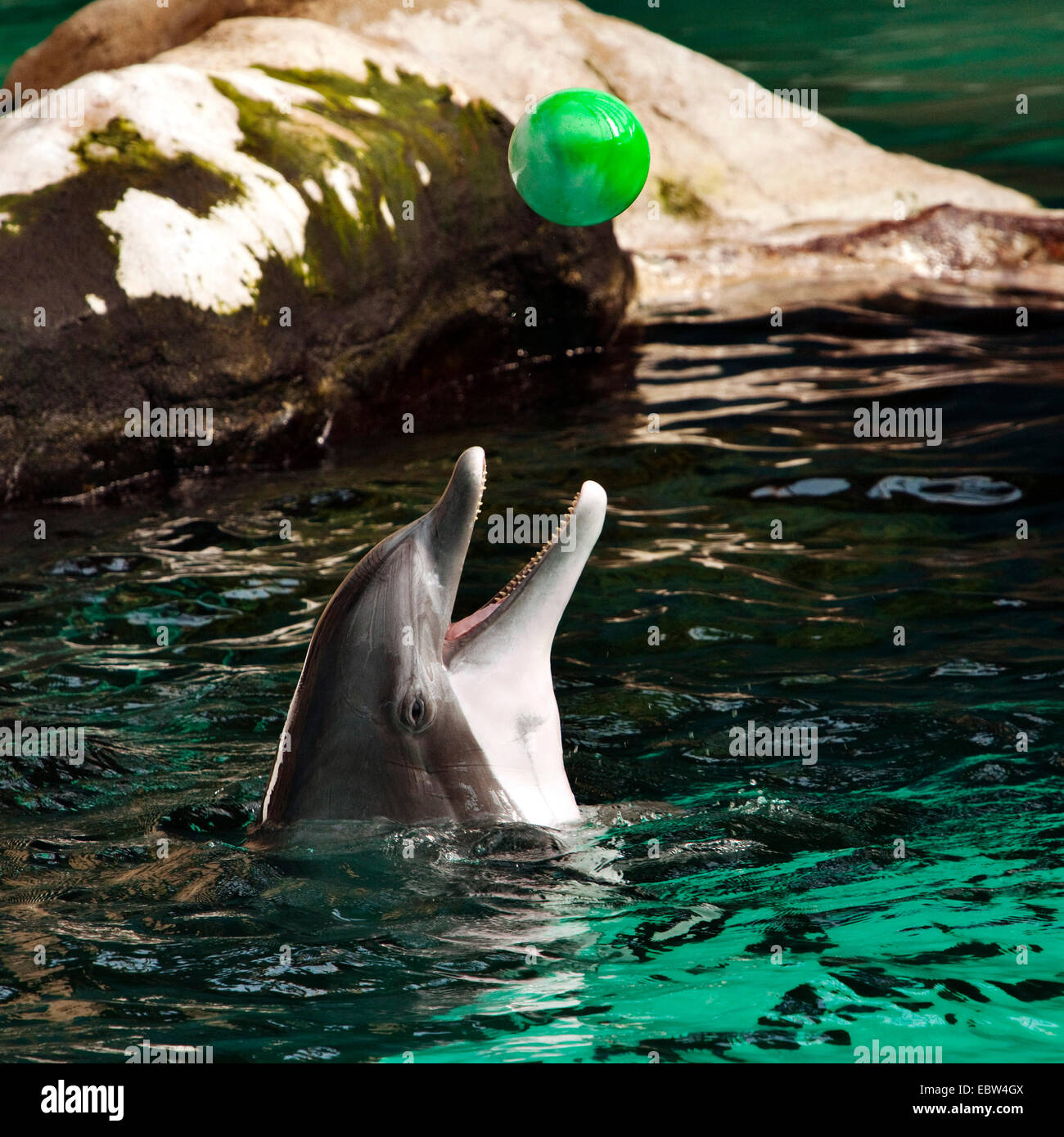 Dolphin playing with a ball in the dolphinarium hi-res stock ...