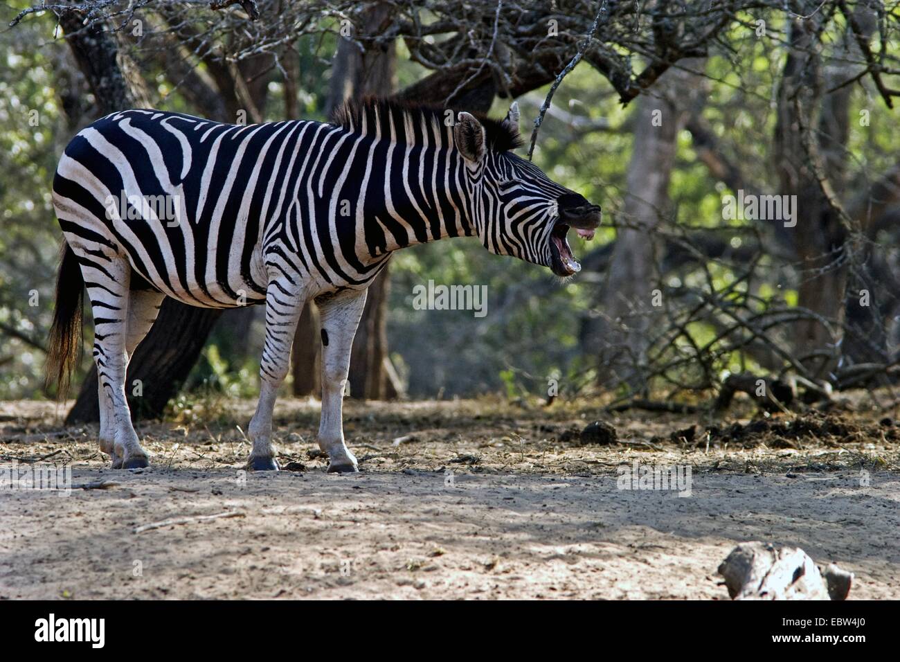 Burchell's zebra, zebra, Common zebra (Equus quagga burchelli, Equus ...