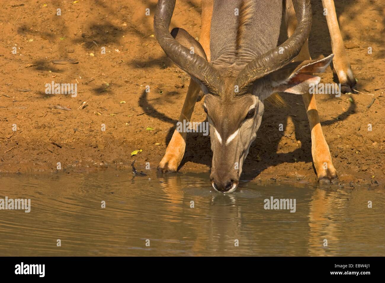 greater kudu (Tragelaphus strepsiceros), male drinking at a waterhole ...