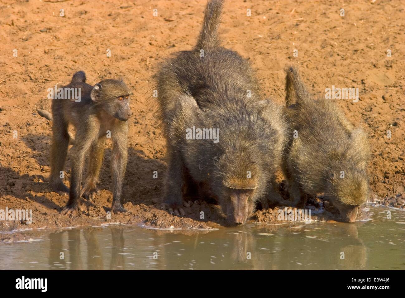 yellow baboon, savannah baboon (Papio cynocephalus), drinking at ...