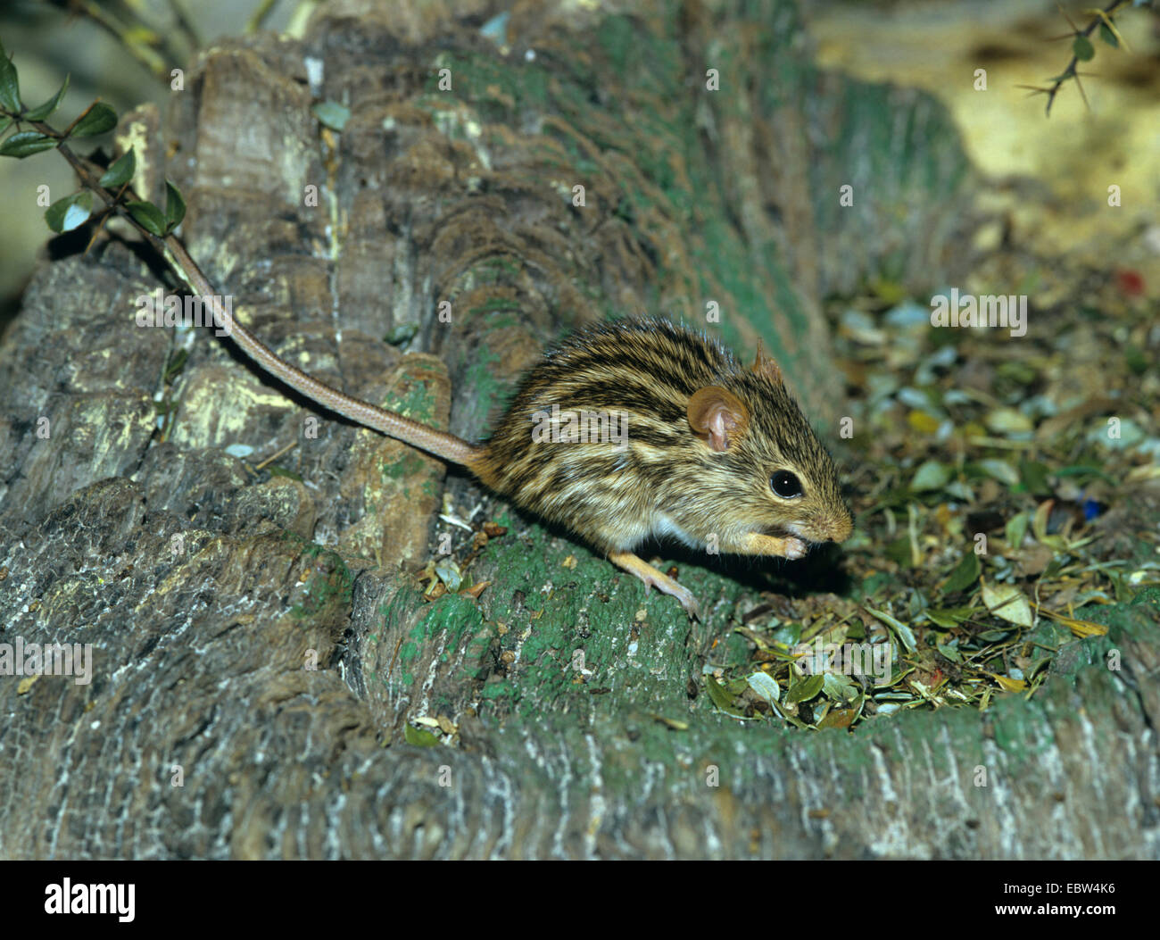 Barbary Striped Grass Mouse (Arvicanthis barbarus), sitting on a tree ...