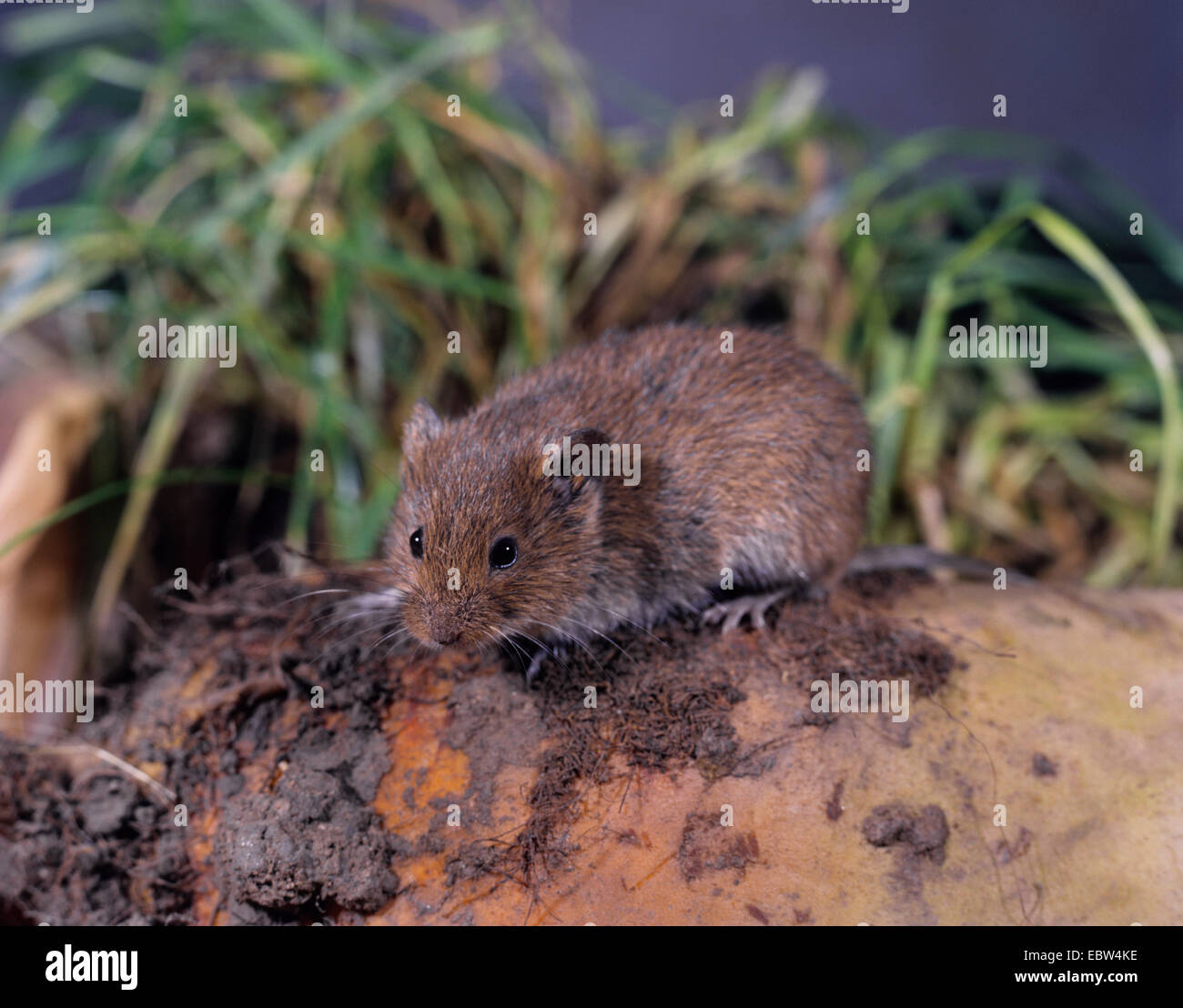 common vole (Microtus arvalis), sitting on the ground, Germany Stock ...