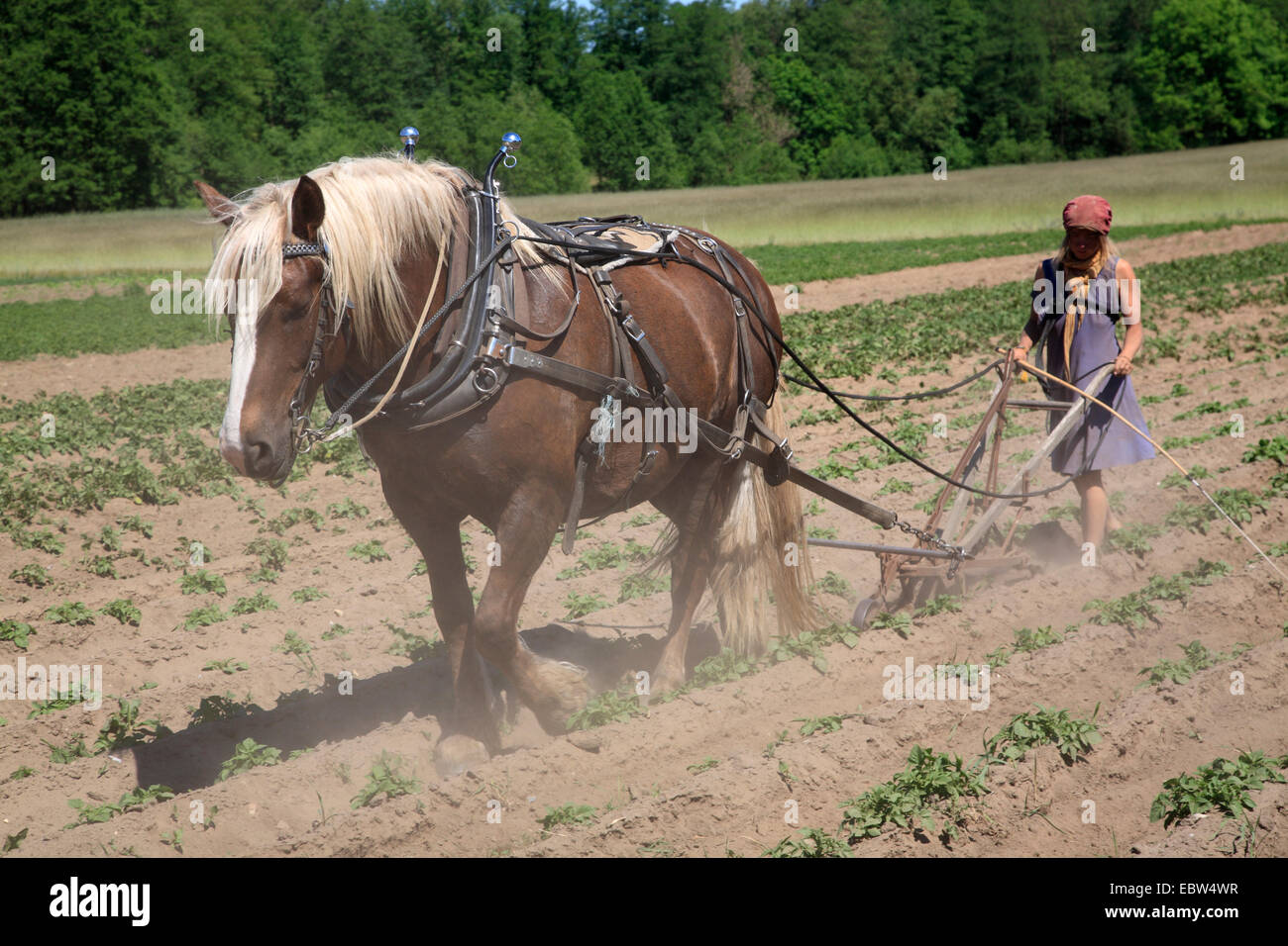 Cultivation tradition hi-res stock photography and images - Alamy