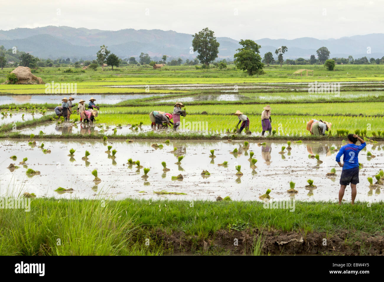 people working rice field Myanmar Stock Photo - Alamy