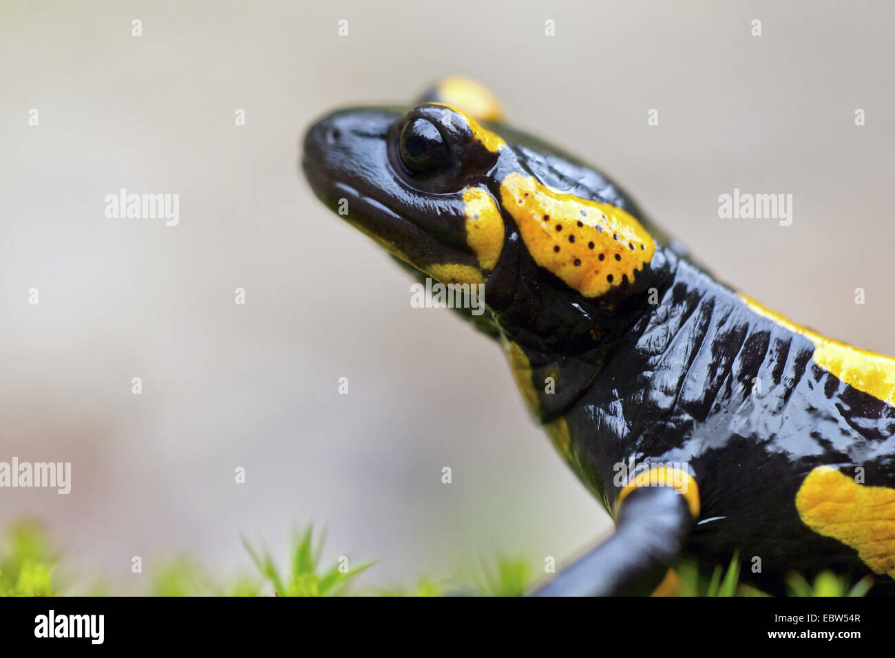 European fire salamander (Salamandra salamandra), sitting on moss ...