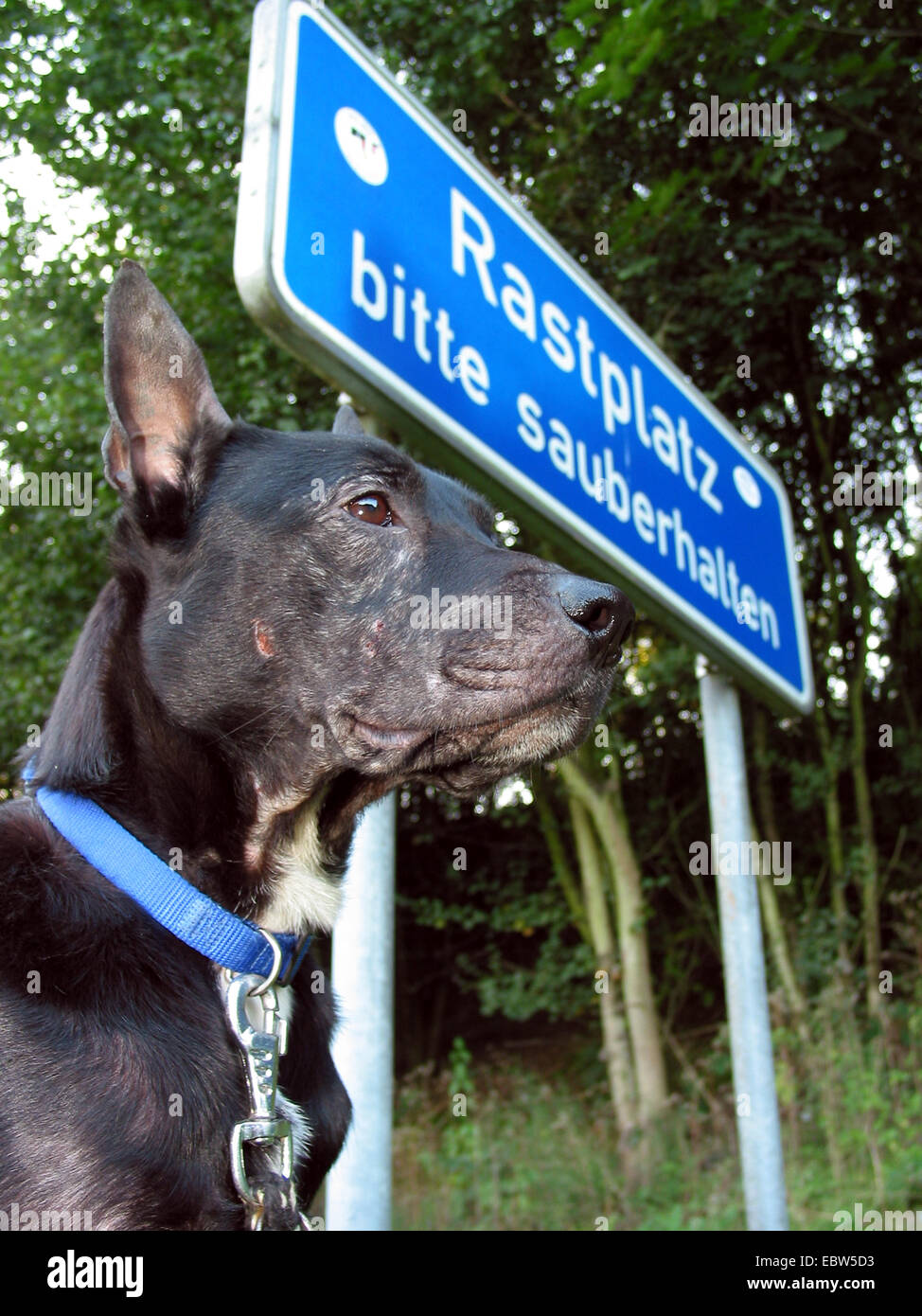 Pet dog tied up hi-res stock photography and images - Alamy