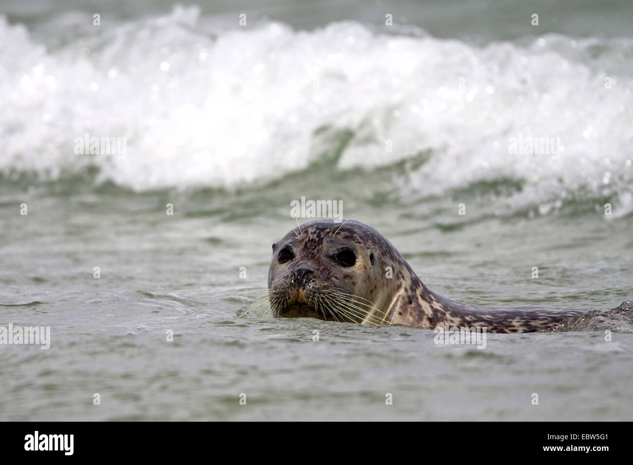 Breaking the seal hi-res stock photography and images - Alamy
