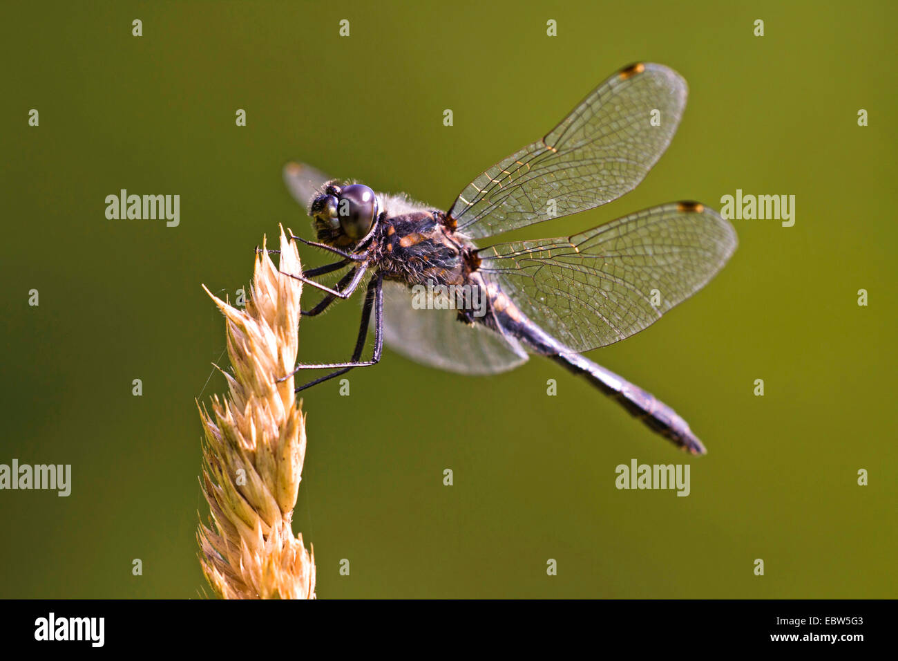 black sympetrum (Sympetrum danae), male, Germany Stock Photo - Alamy