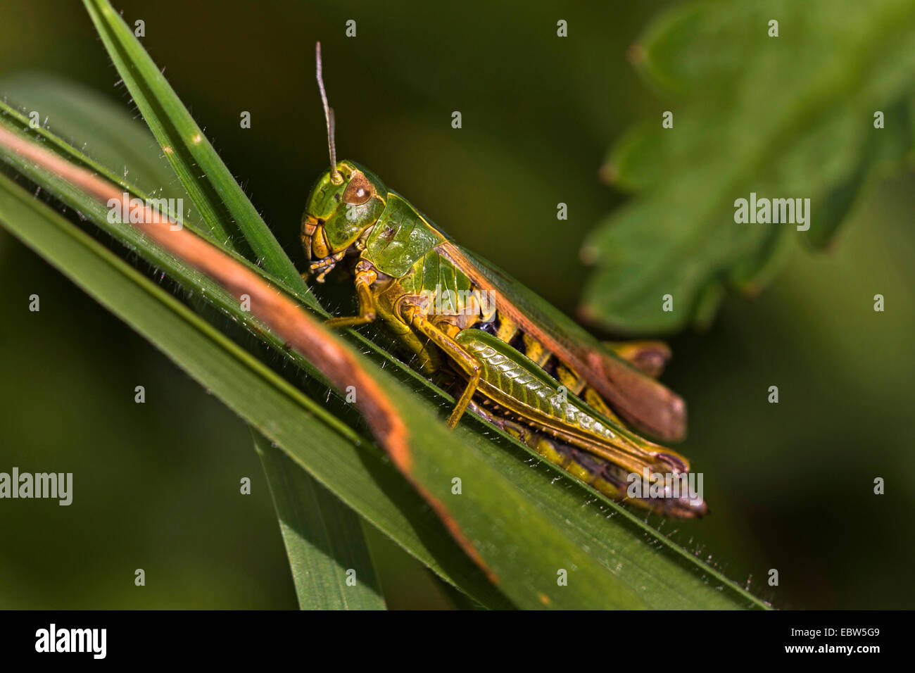 common green grasshopper (Omocestus viridulus), sitting on a grass ...