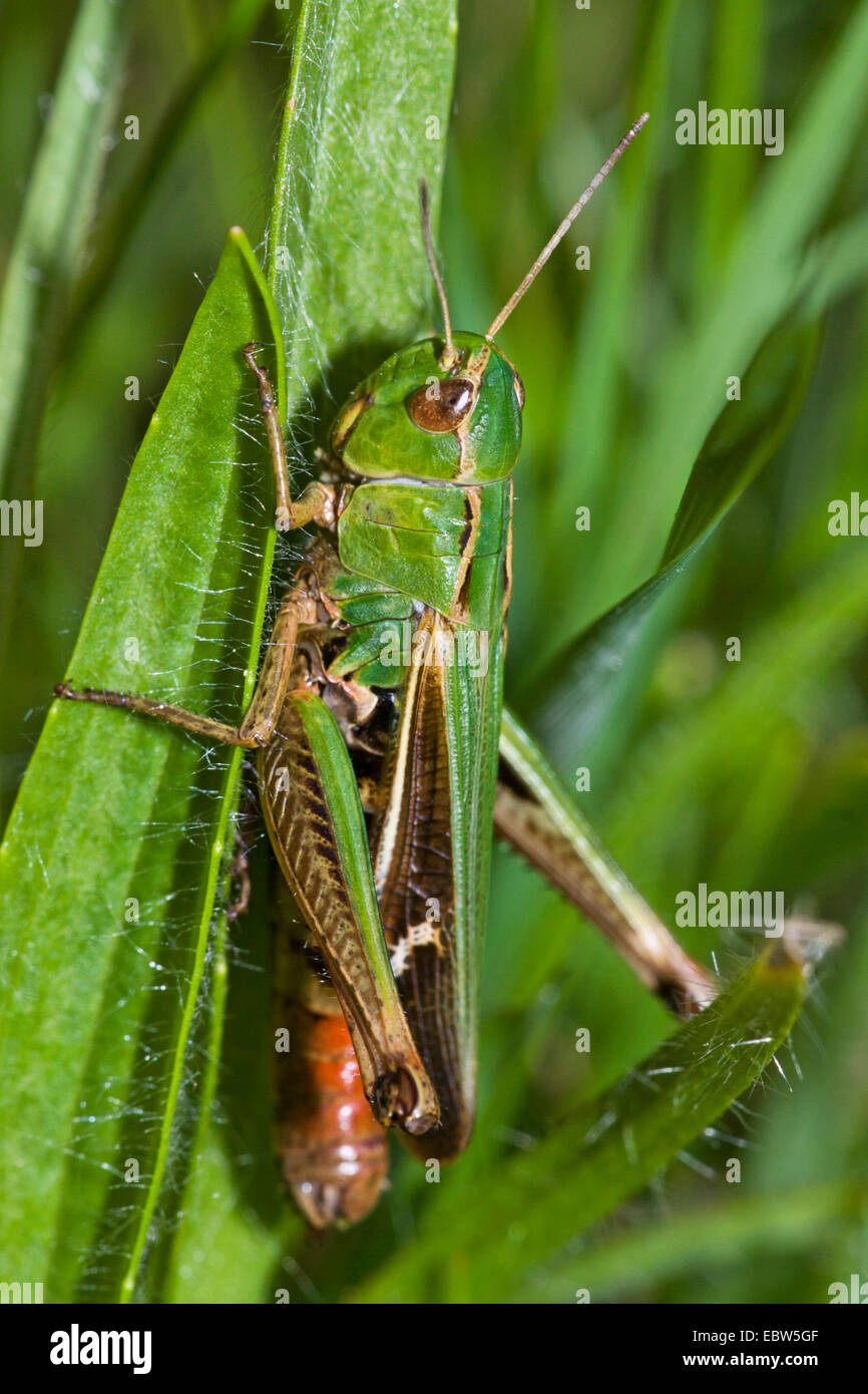 stripe-winged grasshopper, lined grasshopper (Stenobothrus lineatus ...