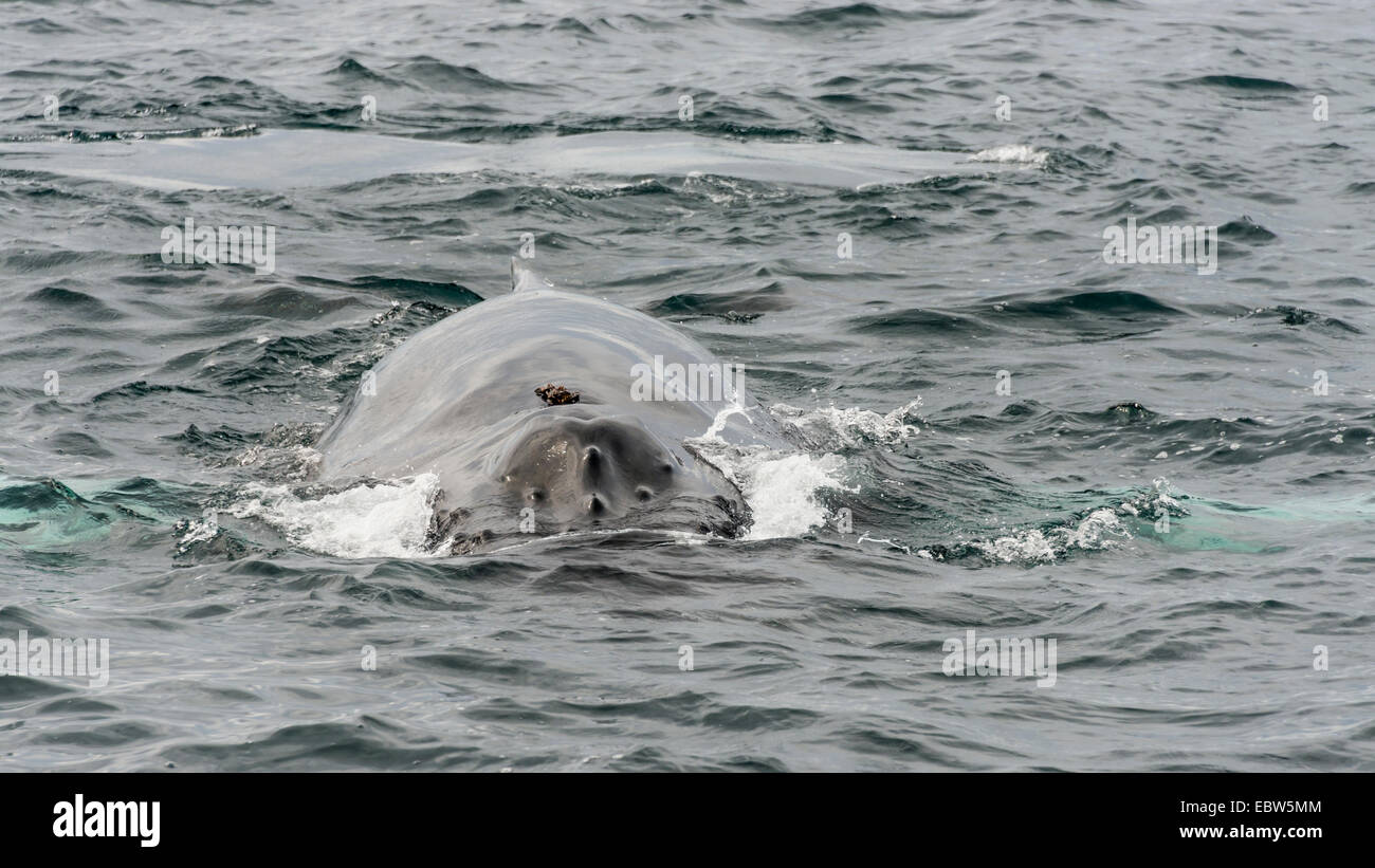 Humpback whale head-on with carbuncles, blow hole and dorsal fin ...