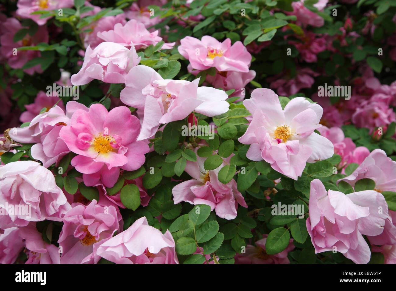Wild Roses in Hitzacker / Elbe, Wendland, Lower Saxony, Germany, Europe ...