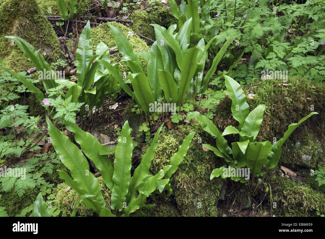 hart's tongue, European harts-tongue fern (Asplenium scolopendrium ...