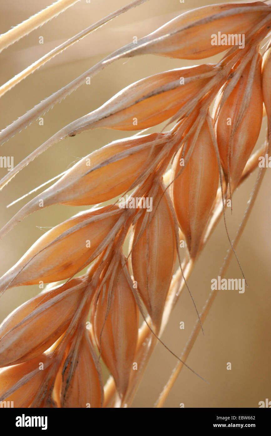 Barley hordeum vulgare mature barley hi-res stock photography and ...