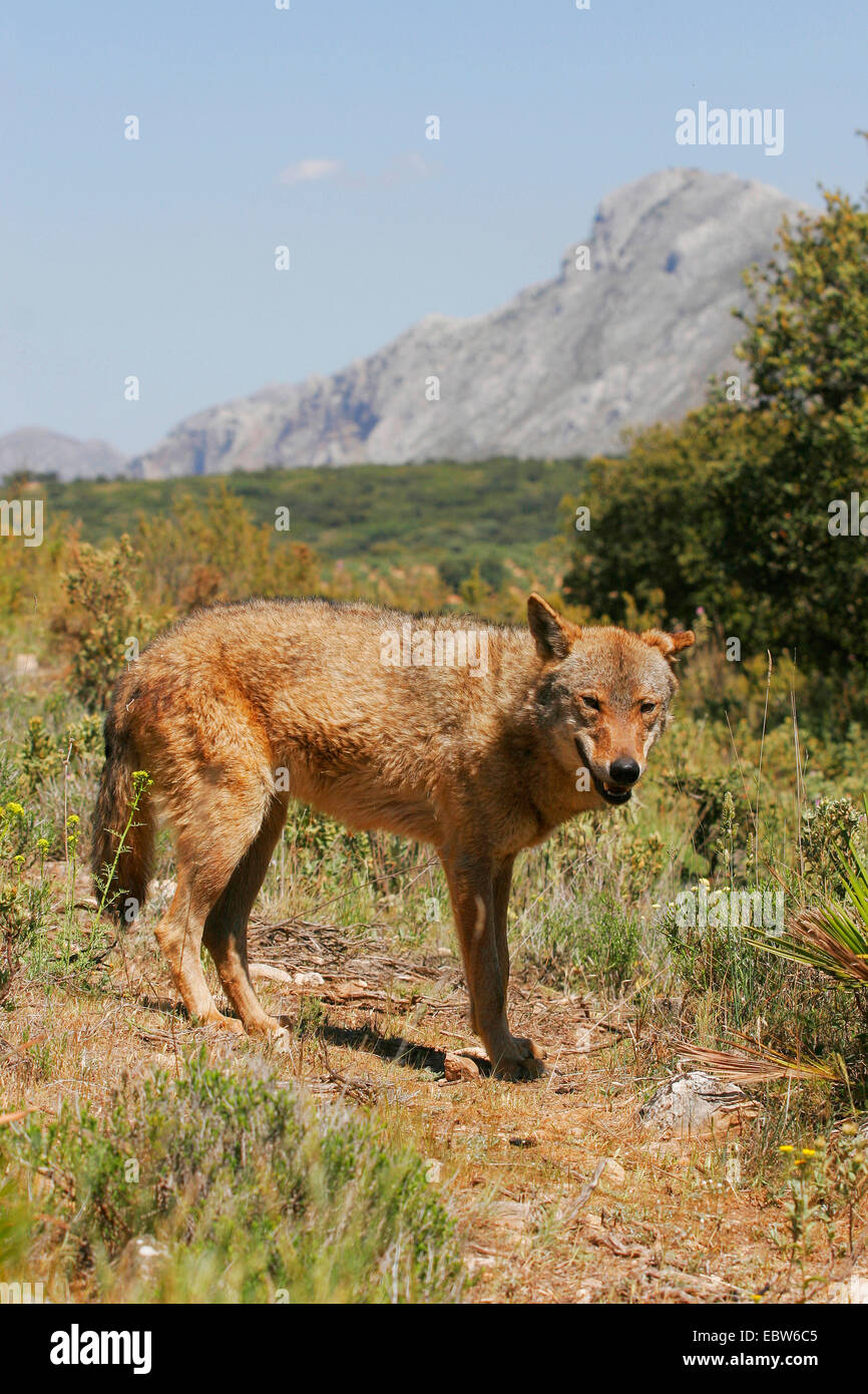 Iberic Wolf, Iberian Wolf (Canis lupus signatus), panting, Spain ...