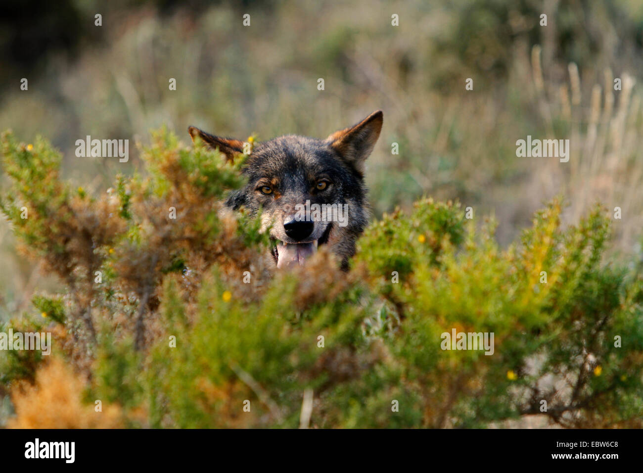 Iberic Wolf, Iberian Wolf (Canis lupus signatus), peering from behind a ...