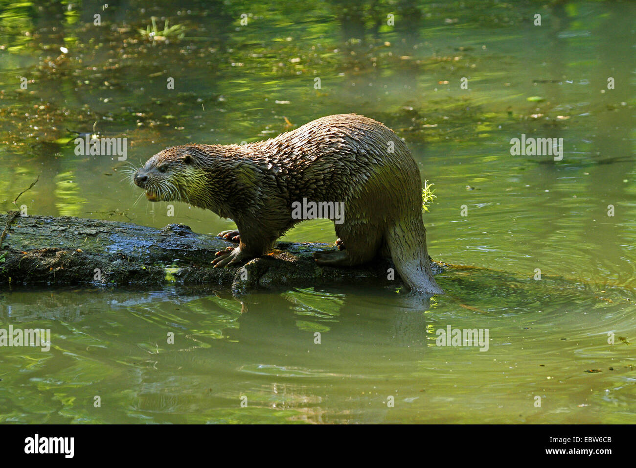 Otters screaming hi-res stock photography and images - Alamy