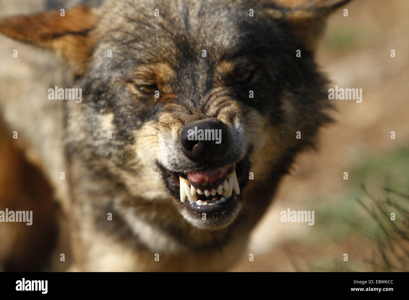Iberic Wolf, Iberian Wolf (Canis lupus signatus), snarling, Spain Stock ...