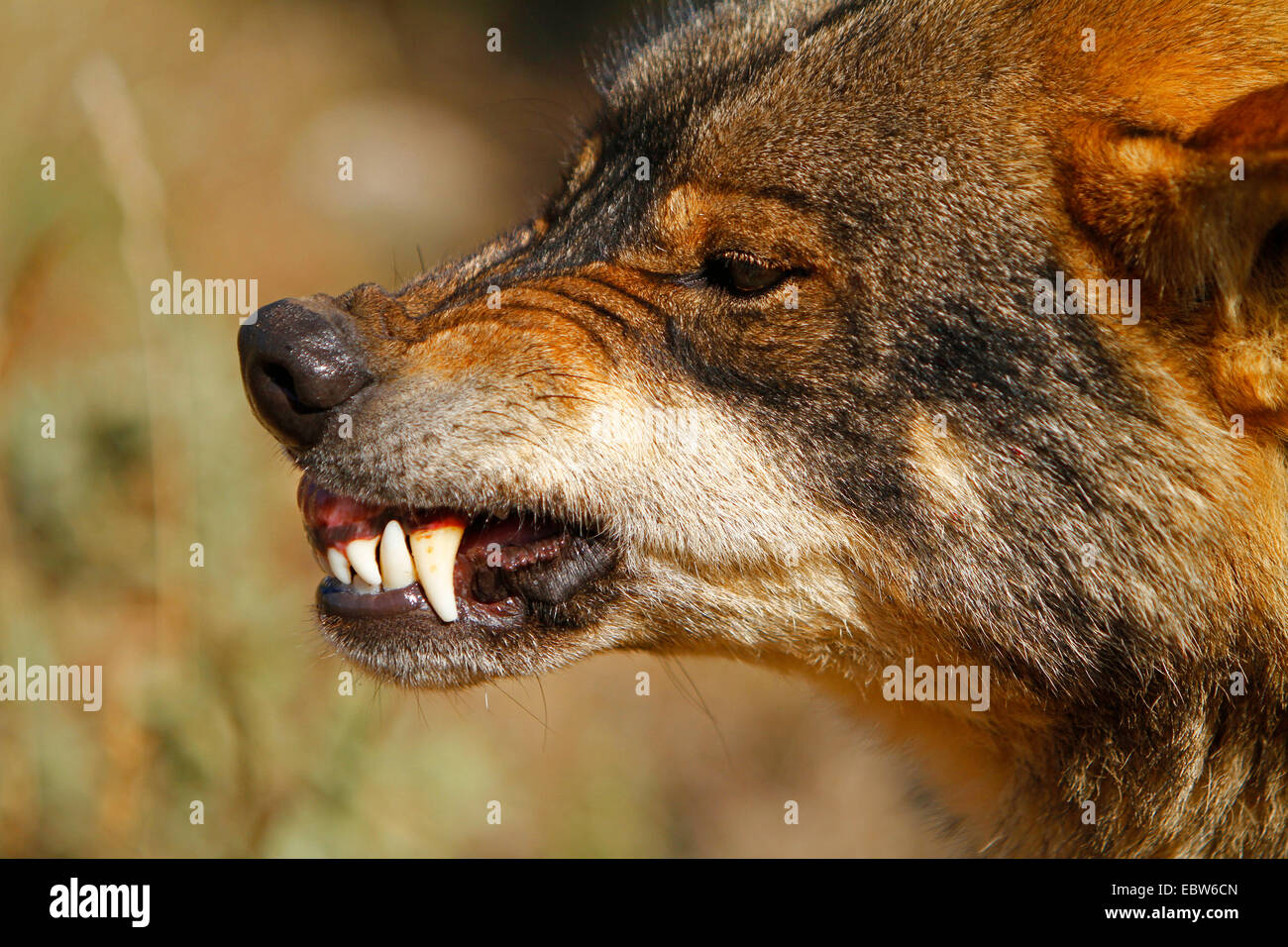 Growling Wolf Side View