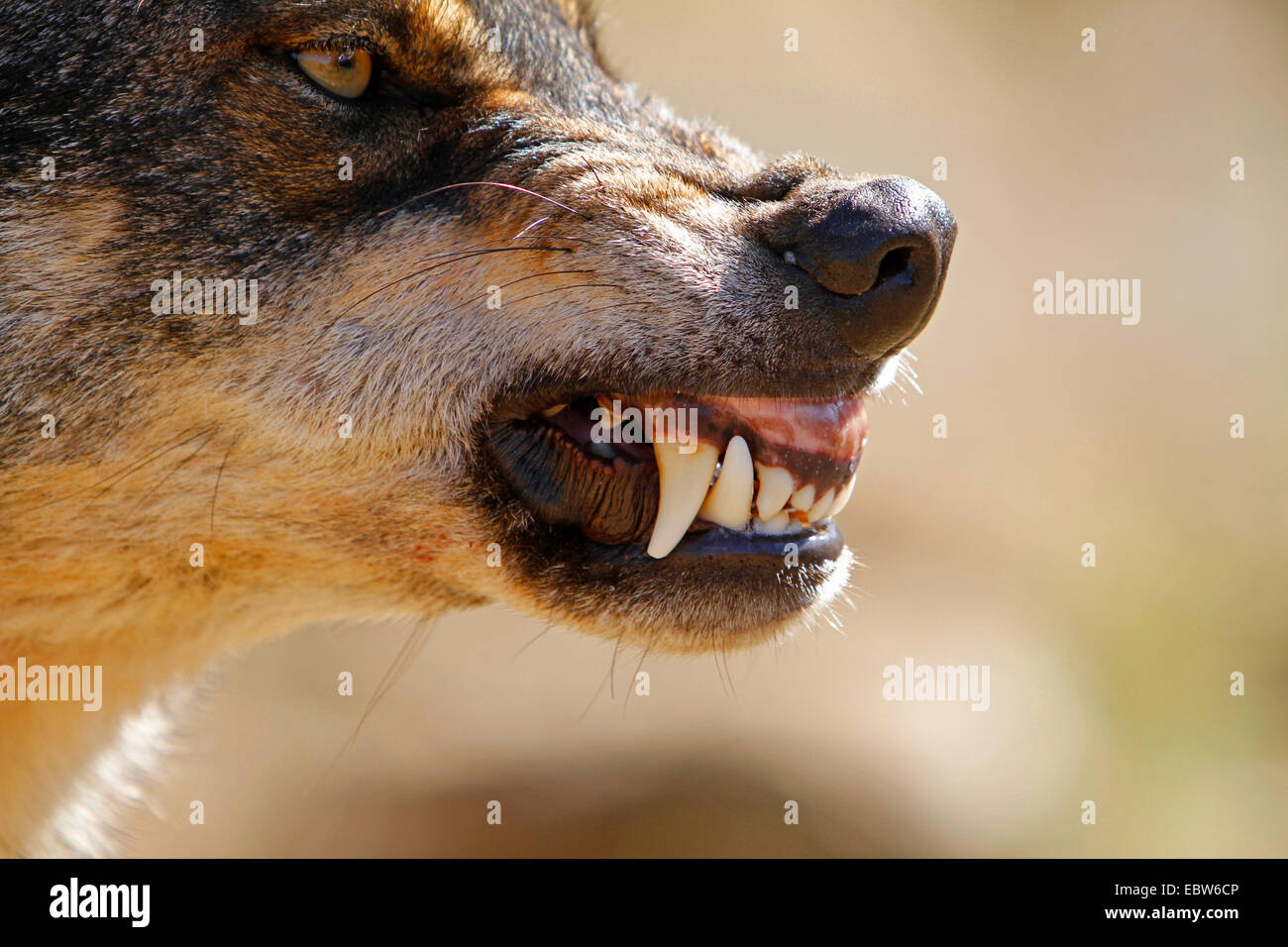 Growling Wolf Side View