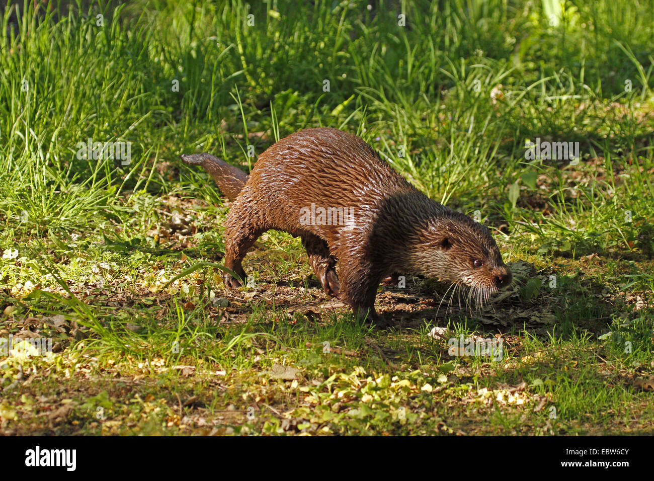 European river otter, European Otter, Eurasian Otter (Lutra lutra), on ...