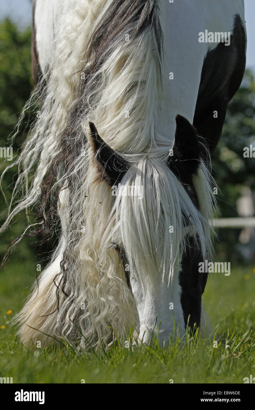 Tinker horse hi-res stock photography and images - Alamy