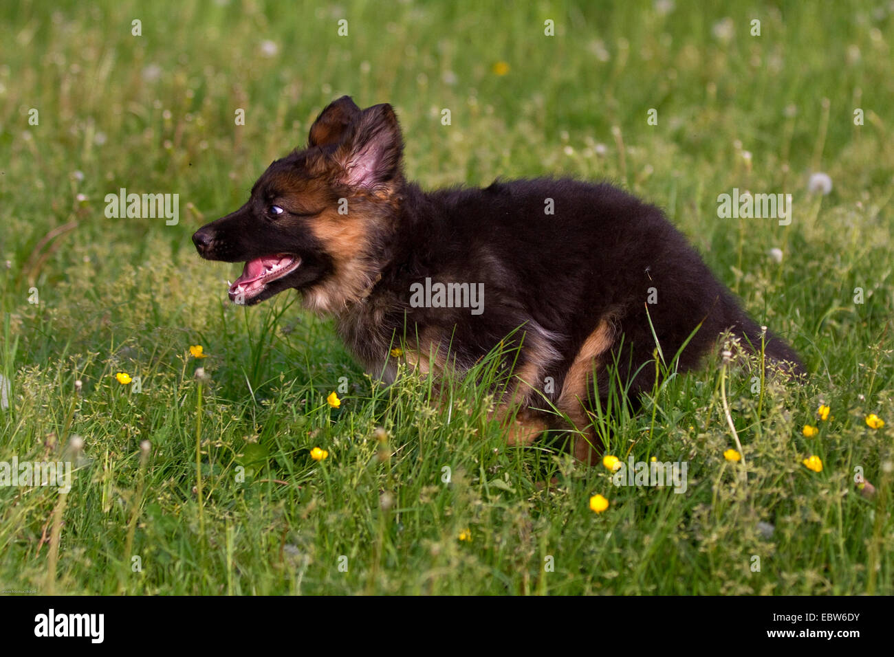 German Shepherd Dog Canis Lupus F Familiaris High Resolution Stock ...