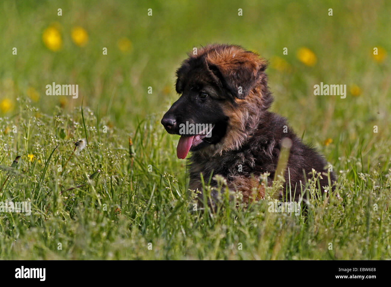 German Shepherd Dog (Canis lupus f. familiaris), whelp sitting in a ...