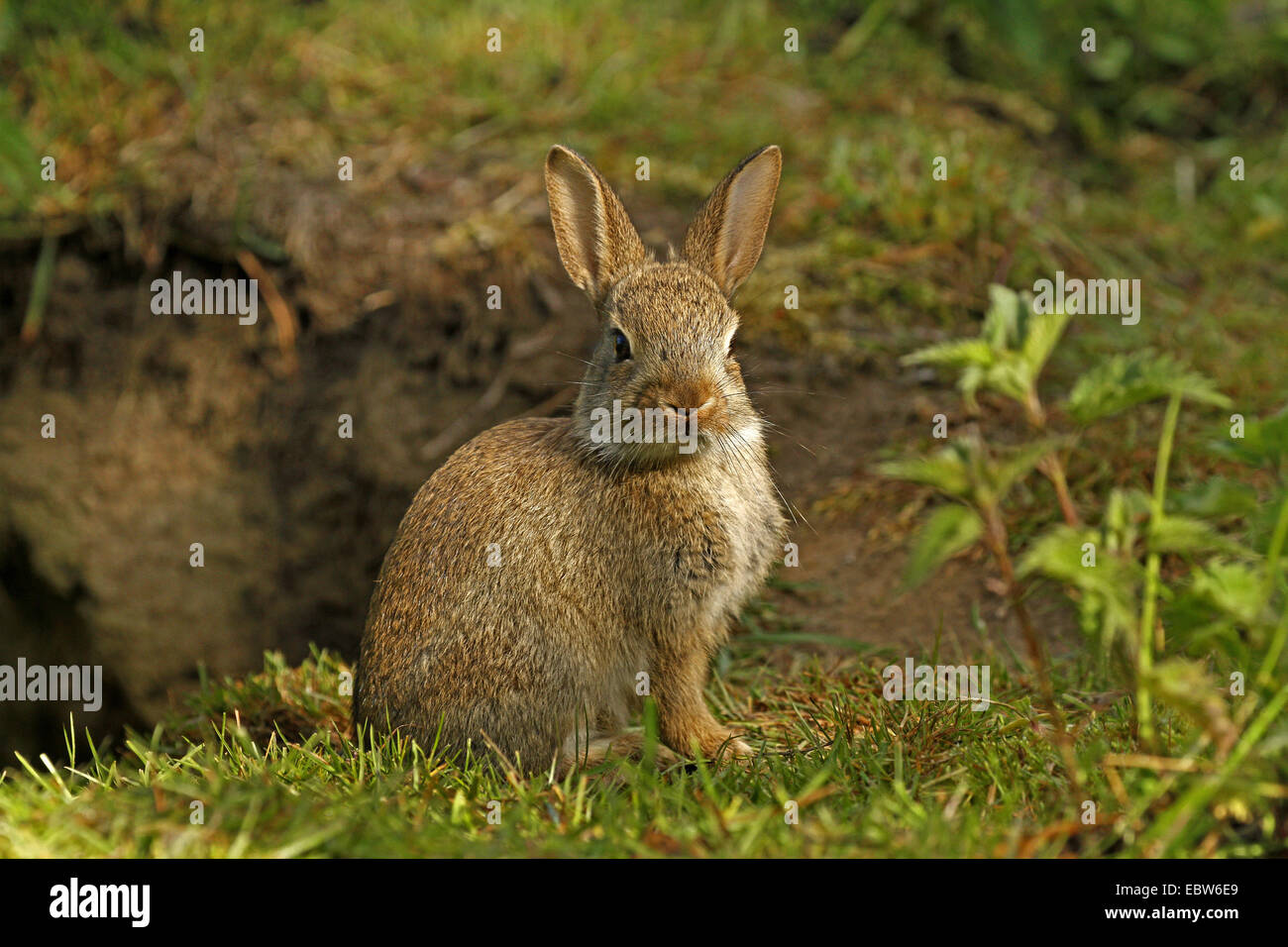 European rabbit (Oryctolagus cuniculus), at its den, Germany Stock ...