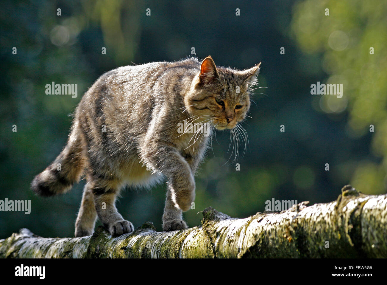 European wildcat, forest wildcat (Felis silvestris silvestris), walking ...