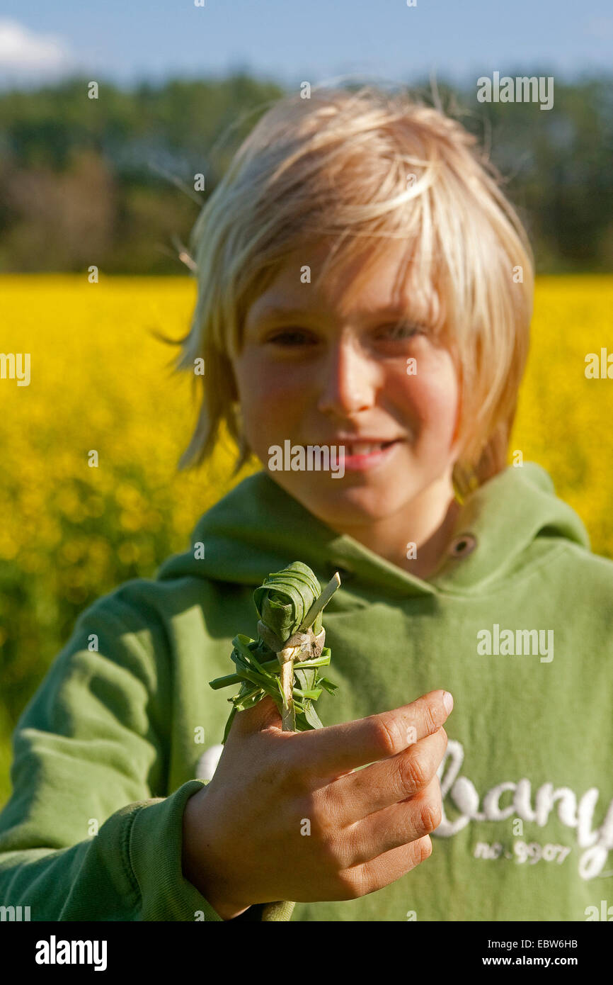 buckhorn plantain, English plantain, ribwort plantain, rib grass ...