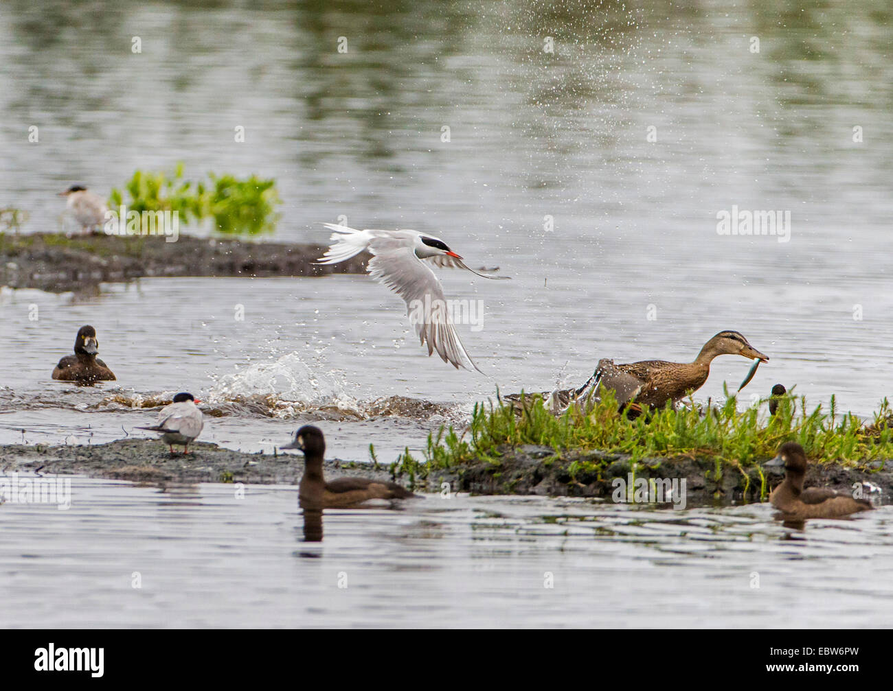 Mallard duck from the side hi-res stock photography and images - Alamy